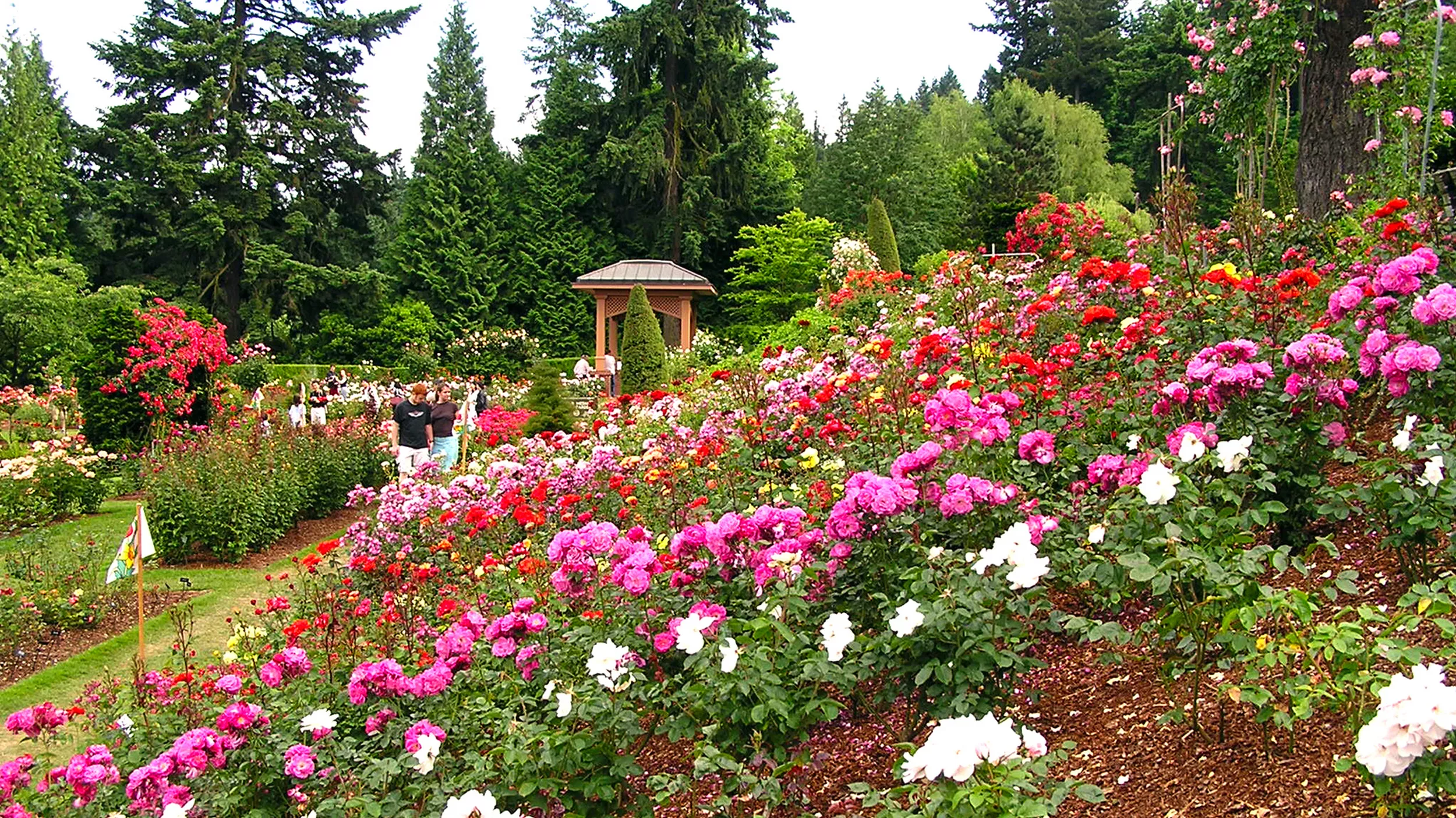 Spring Blooms - That Portland Life